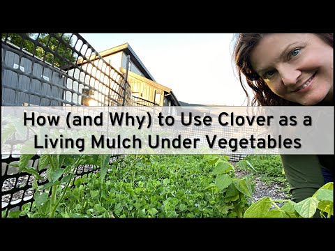 How, and Why, to Use Clover as a Living Mulch Under Vegetables