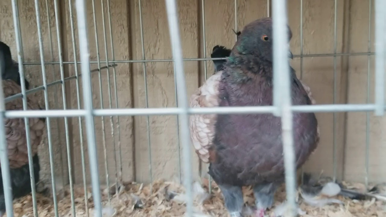 Modena Pigeons, Argents show training