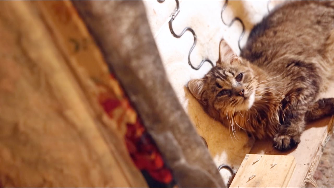 Animal Rescue Corps : Operation Nine Lives Hoarding Case