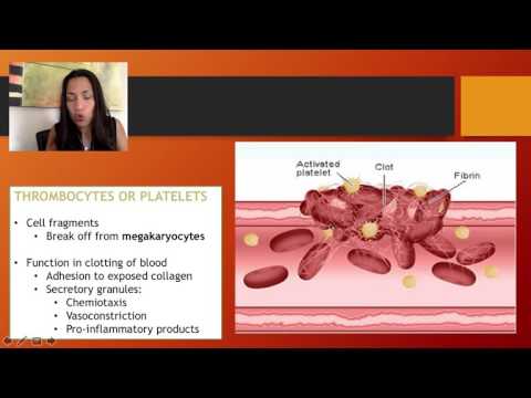 4. Thrombocytes (Platelets)