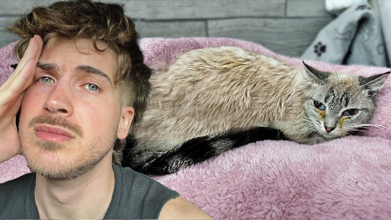 Rescuing a Sick Pregnant Cat About to Give Birth!