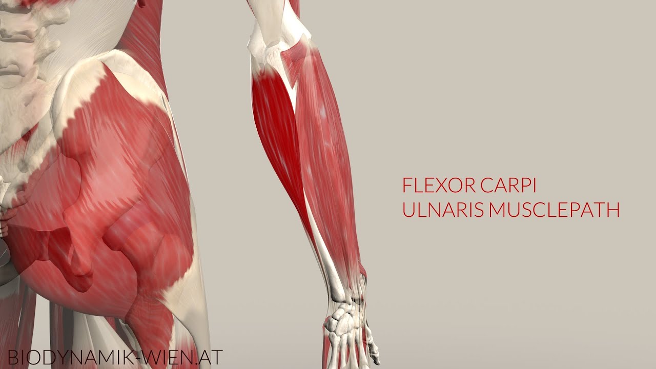 Flexor Carpi Ulnaris Musclepath 3D Animation