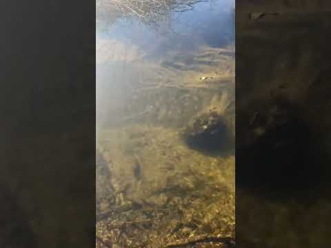 Some shad action!