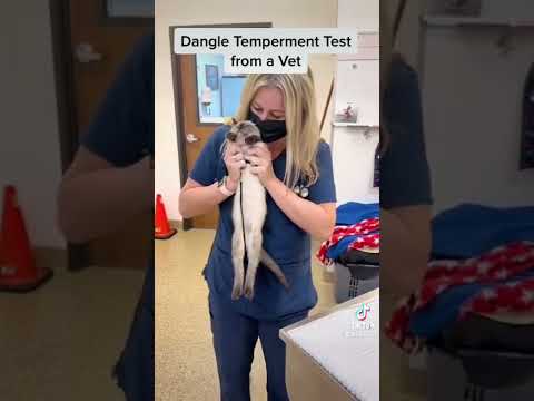 Dangle Test!