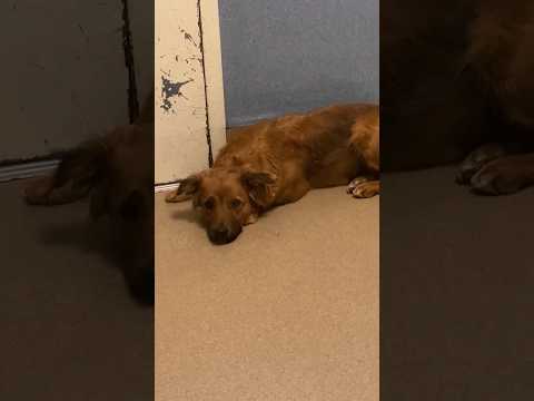 Here's what happens when a dog's returned π₯Ί