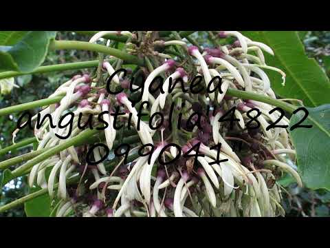 How to pronounce Cyanea angustifolia"4822099041" in English?