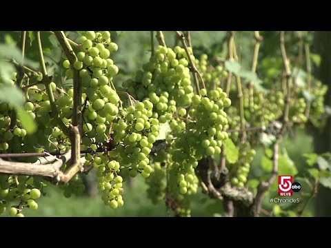 Taste New England wines at this coastal R.I. winery and Mass. wine shop