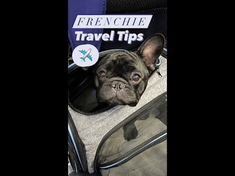 Tips for Flying with Frenchies ✈️ #shorts #dogtravel