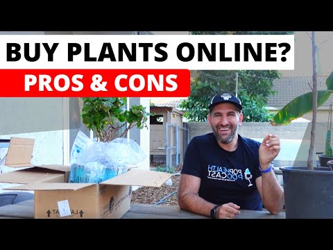 Should You Buy Plants ONLINE?? Pros & Cons of Ordering Plants Online vs. Local Nursery