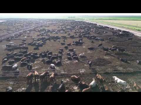Dalhart TX Cows