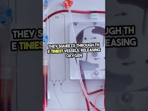 10-Inside the Human Body: From Cells to Organs