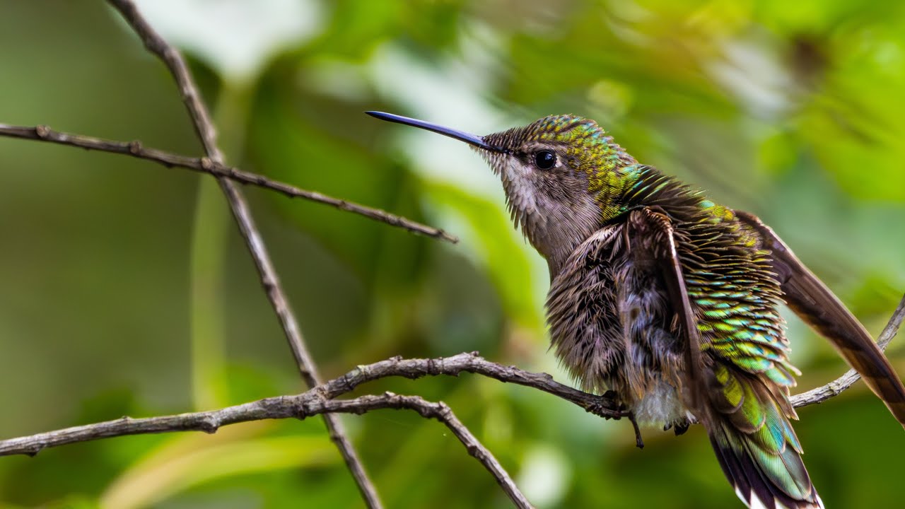 Ruby throated Hummingbird | 4K