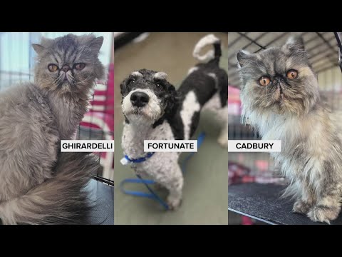 One Of A Kind Pet Rescue in Akron helps Persian cats and Doodles find homes: Ready Pet GO!