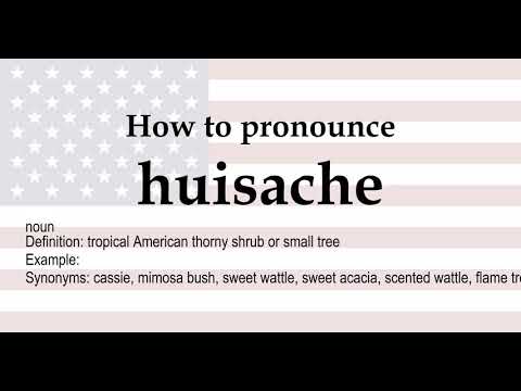 huisache