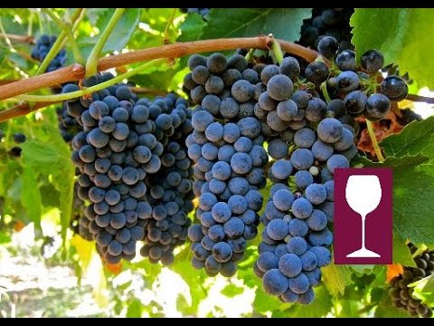 What is Petite Sirah?