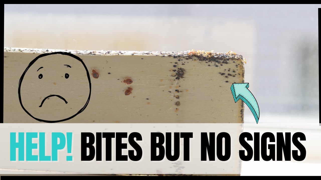 Help! No Signs of Bed Bugs, but I Have Bites