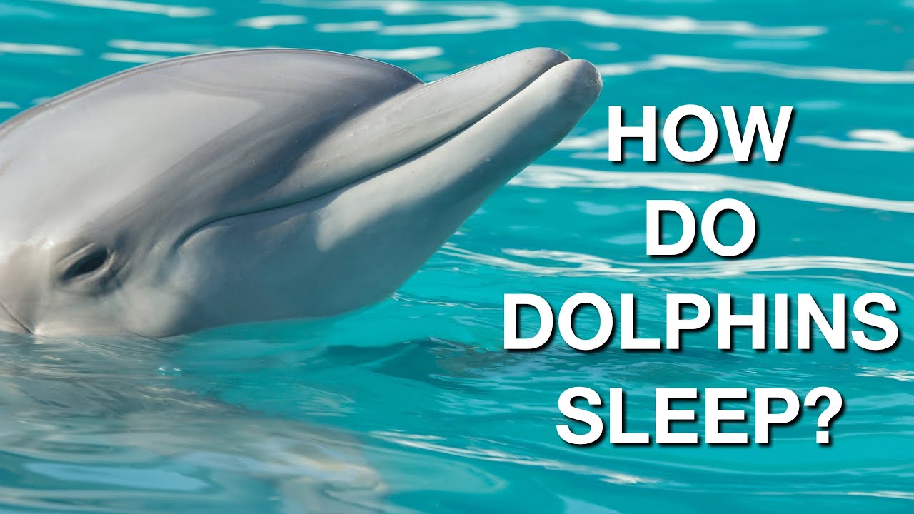 How Do Dolphins Sleep?