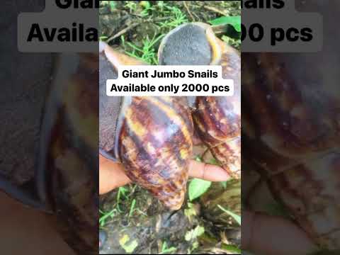 JIMBO SNAILS AVAILABLE FOR SALE..CONTACT US @AgroMBC 08063498658 TO GET STARTED