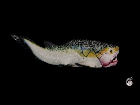 Gogo Fish - Late Devonian placoderm predator (~ 380 mya)