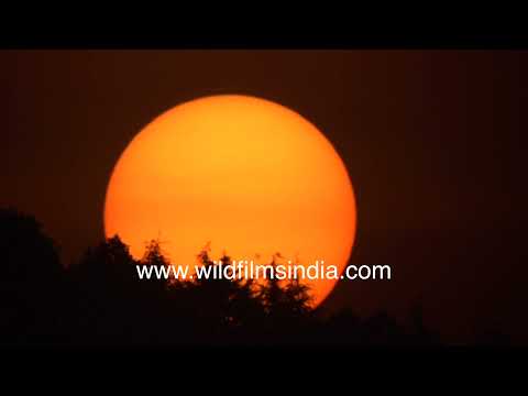 Prominent sun spot in early morning rising sun: reduced surface temperature due magnetic field flux