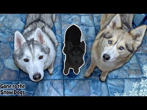Husky Puppy Meets Big Sisters Memphis and Shelby
