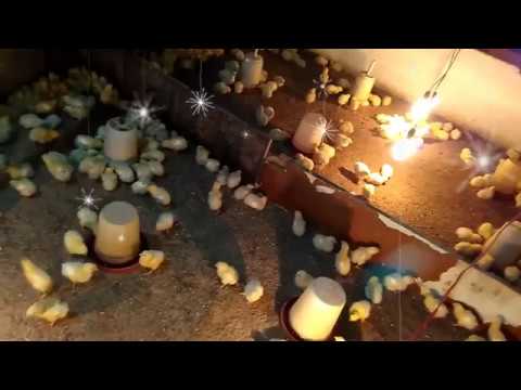 poultry farming in india [ 12 ] types of chicken