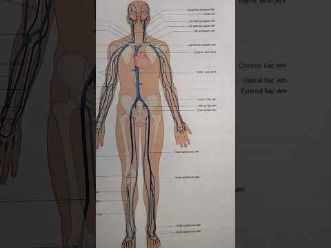 main vein of body parts #anatomy #education #nursing #viral #veins