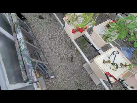 Greenhouse ants! They are ok with me. Not sure what they are up to though.