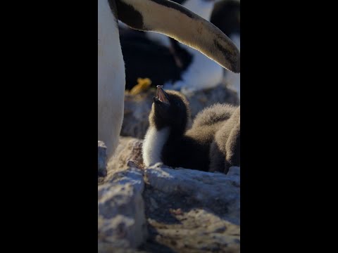 A love story like this could change everything we know about penguins 🐧 #SecretsOfThePenguins