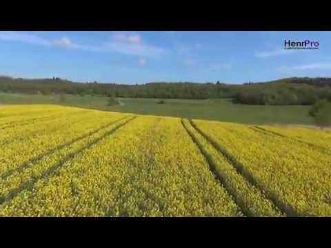 Rapsfeld bei Crailsheim - HennPro