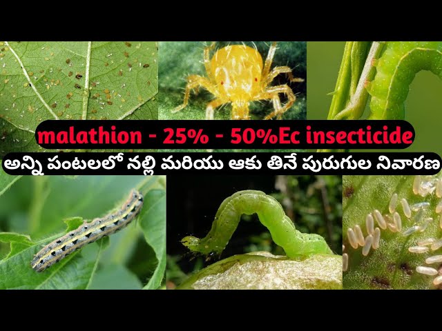 Insecticides - Caithion Malathion 95% Tech Fogging Oil Manufacturer ...