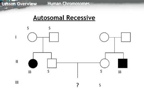 Autosomal Recessive Pedigree