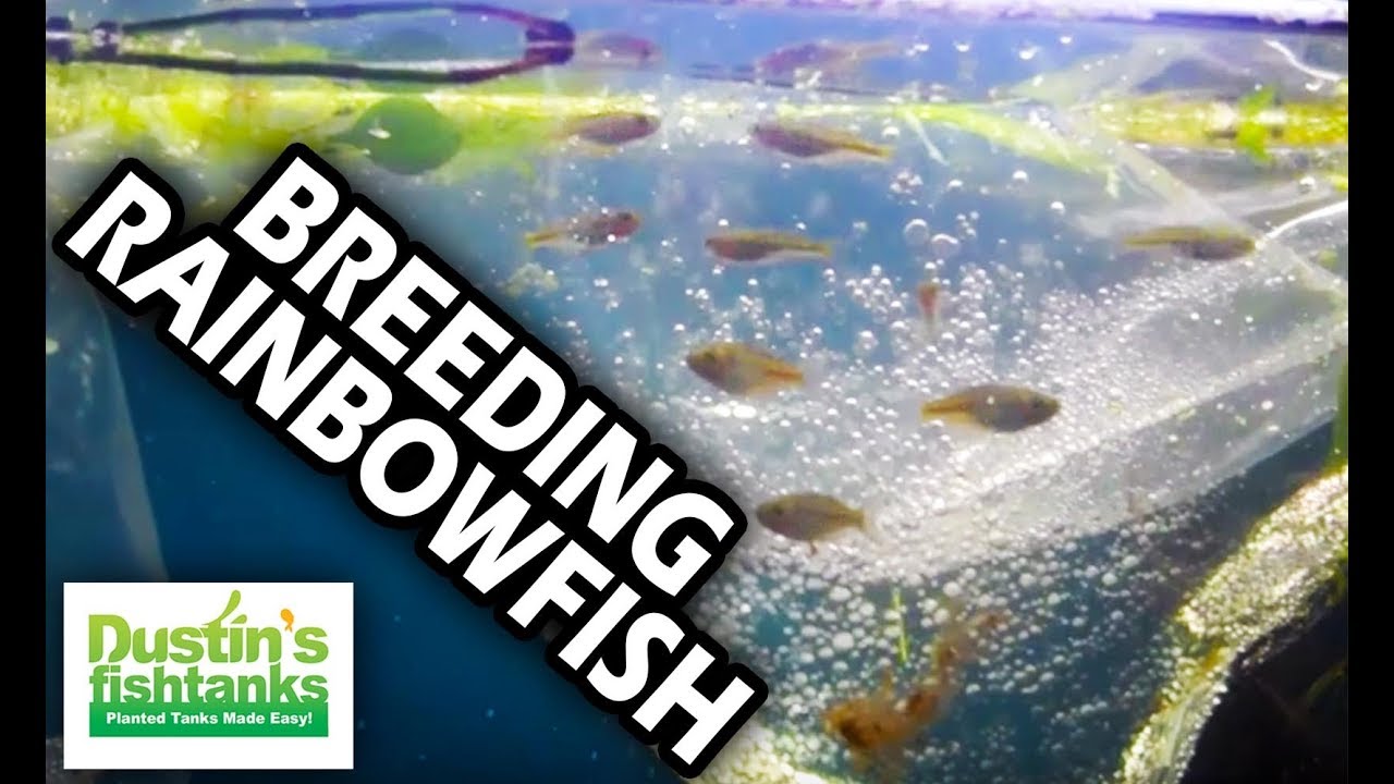 Breeding Boeseman's Rainbowfish - Melanotaenia Boesemani Babies from the Pond!