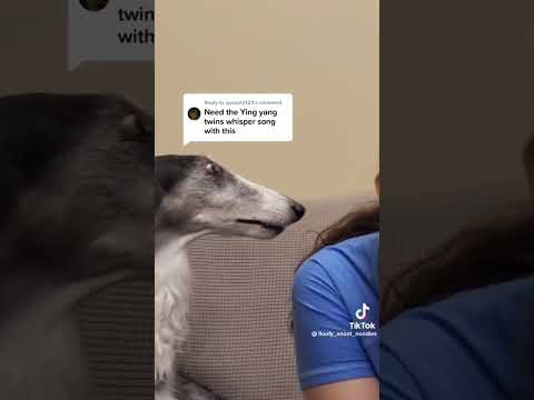 From floofy_snoot_noodles on #tiktok #dogmemes #borzoi #meme #dog