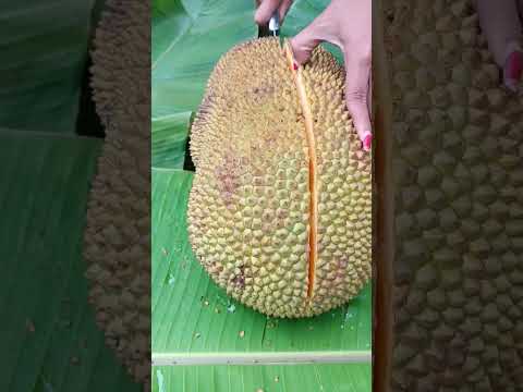 Belah nangka #shortsviral