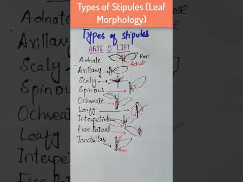 Types of Stipules|| Leaf Morphology||Plant Morphology #botany