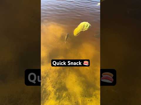 How would you catch it? ???? #shorts #bass #fishing #bassfishing ????: @tightsplicecharters9976