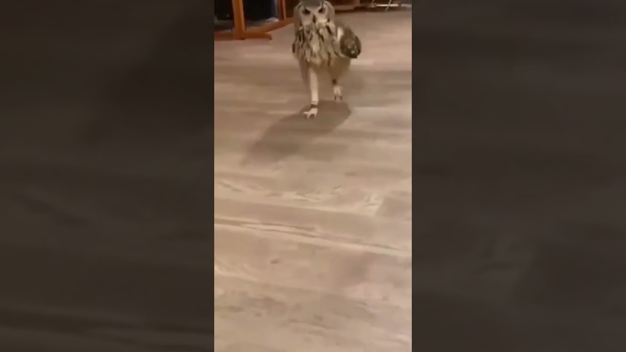 Running owl 🦉 #owl #owls #owlet #owllove