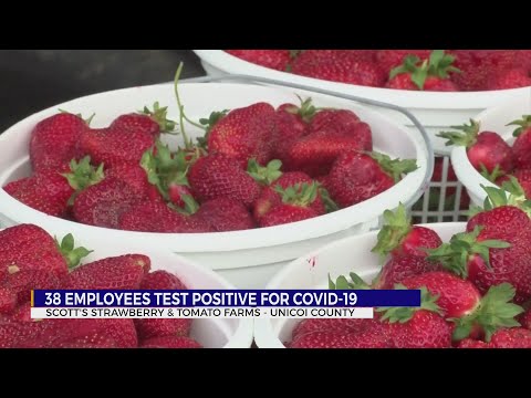 38 Scott's Strawberry & Tomato Farms employees test positive for COVID-19