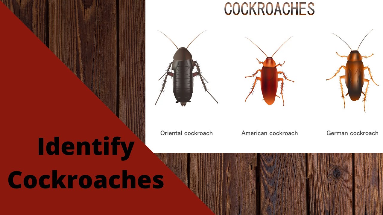 How To Identify Cockroaches In The USA | German, Oriental, American Cockroaches