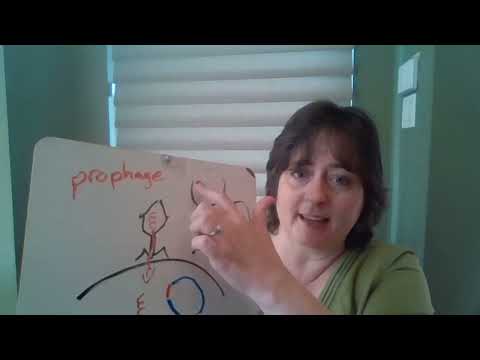 Mh Ch 5 Lysogeny and Lysogenic Conversion