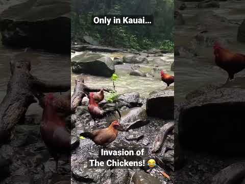 Secret Falls Chicken Invasion! #travel #kauai #hawaii #chicken #waterfall #vacation #secretfalls
