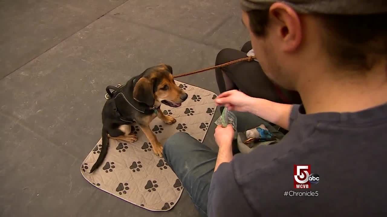 Playing at puppy kindergarten