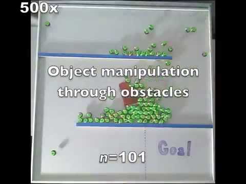 Massive Uniform Manipulation: Large Populations, Simple Robots, Common Input