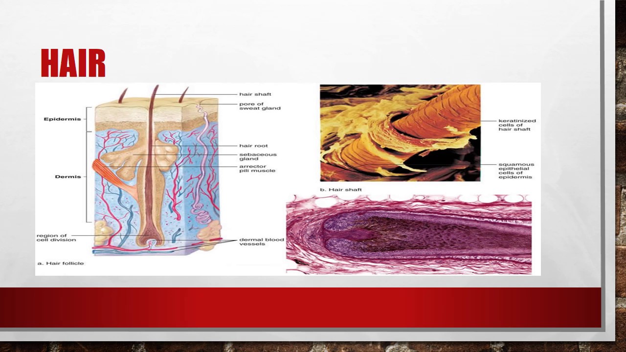 integumentary ppt