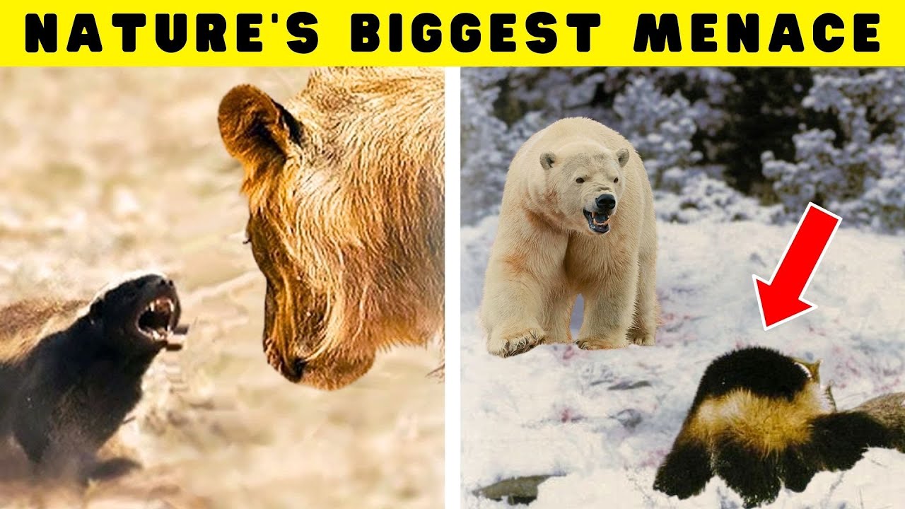 Mustelids | The Most OVERPOWERED Animals