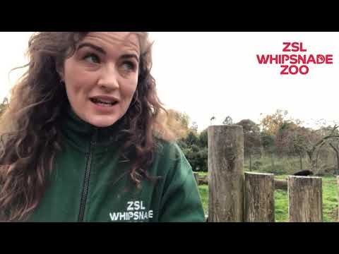 The Wolverines at the Whipsnade Zoo!