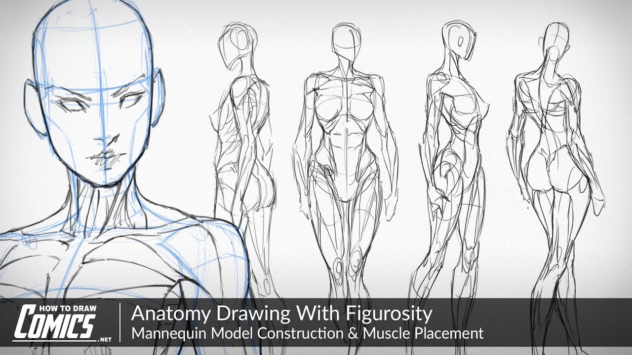 Anatomy Drawing With Figurosity | Mannequin Model Construction & Muscle Placement