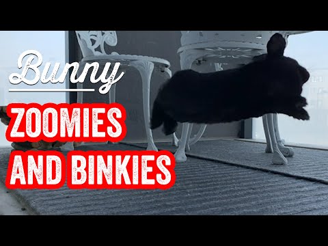 Rabbits, Rejoice – Lee Duigon