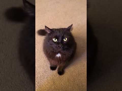 Maxwell Black Cat Whines and Attacks Camera